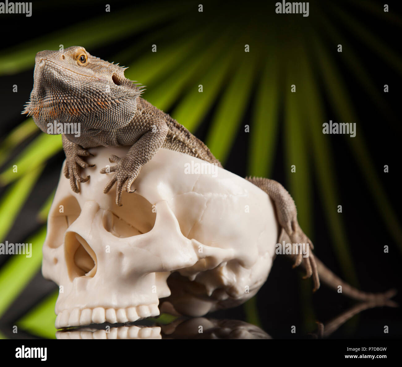 Lizard Skull