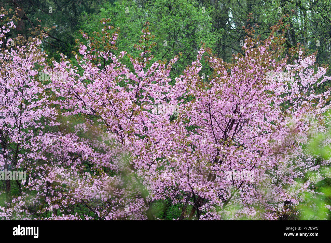 Blooming sakura trees in the garden on a rainy day of spring. The ...