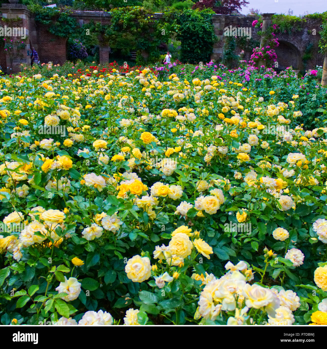 The rose garden hever castle hi-res stock photography and images - Alamy