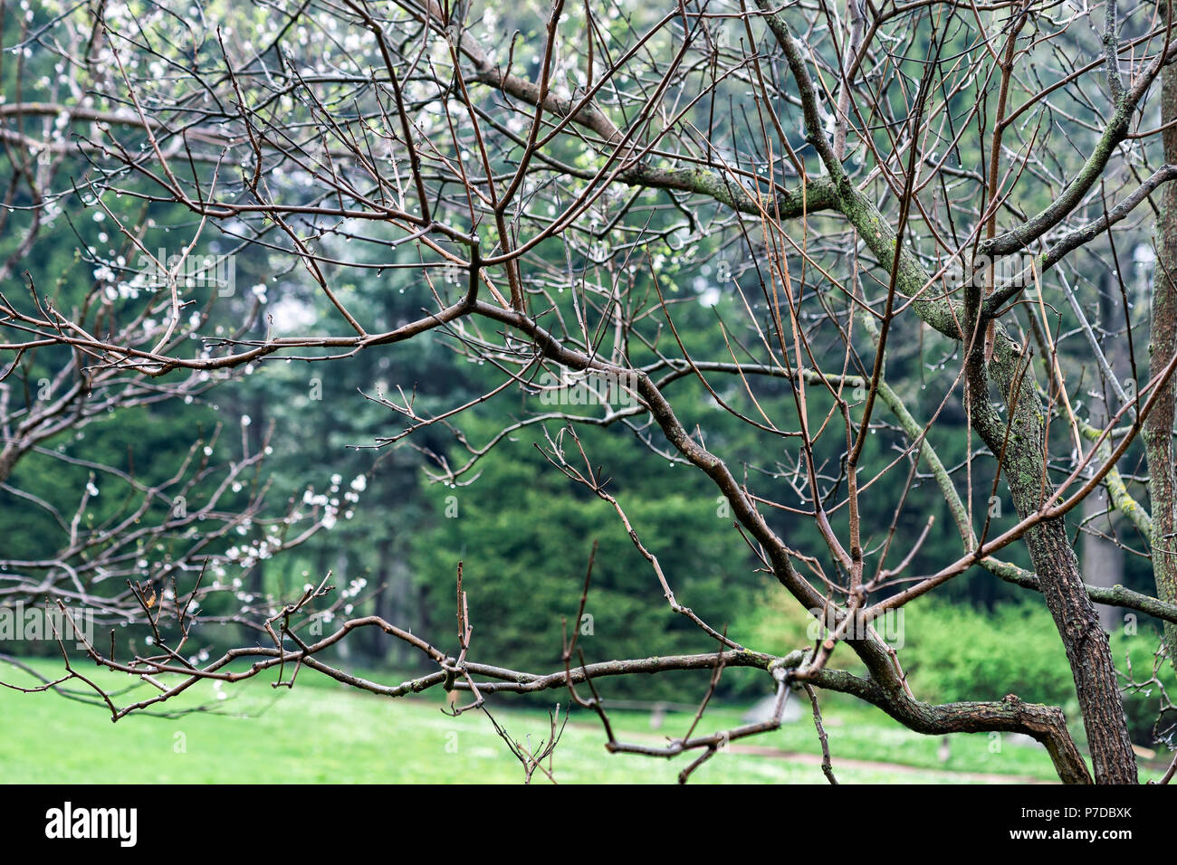 Wet trees in the garden on a rainy spring day. The beginning of ...