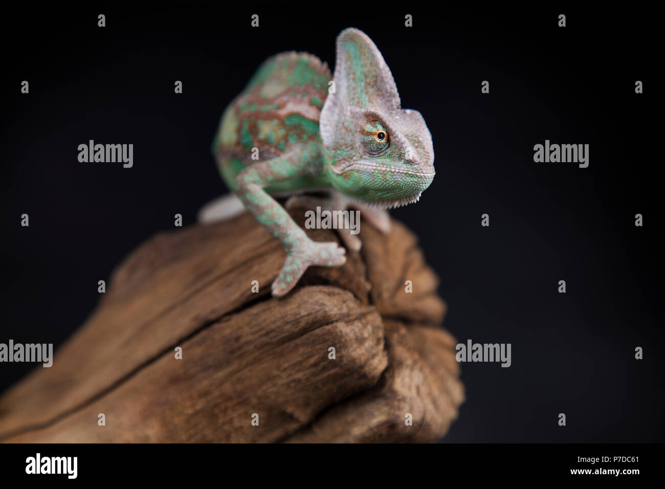 Root, Green chameleon, lizard background Stock Photo - Alamy