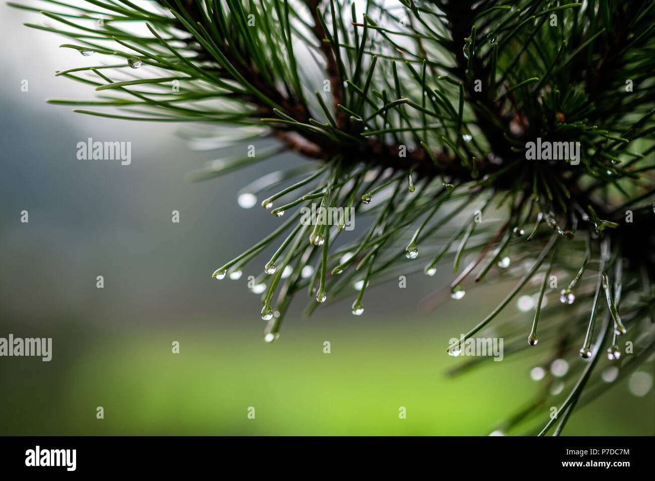 Rain on pine tree hi-res stock photography and images - Alamy
