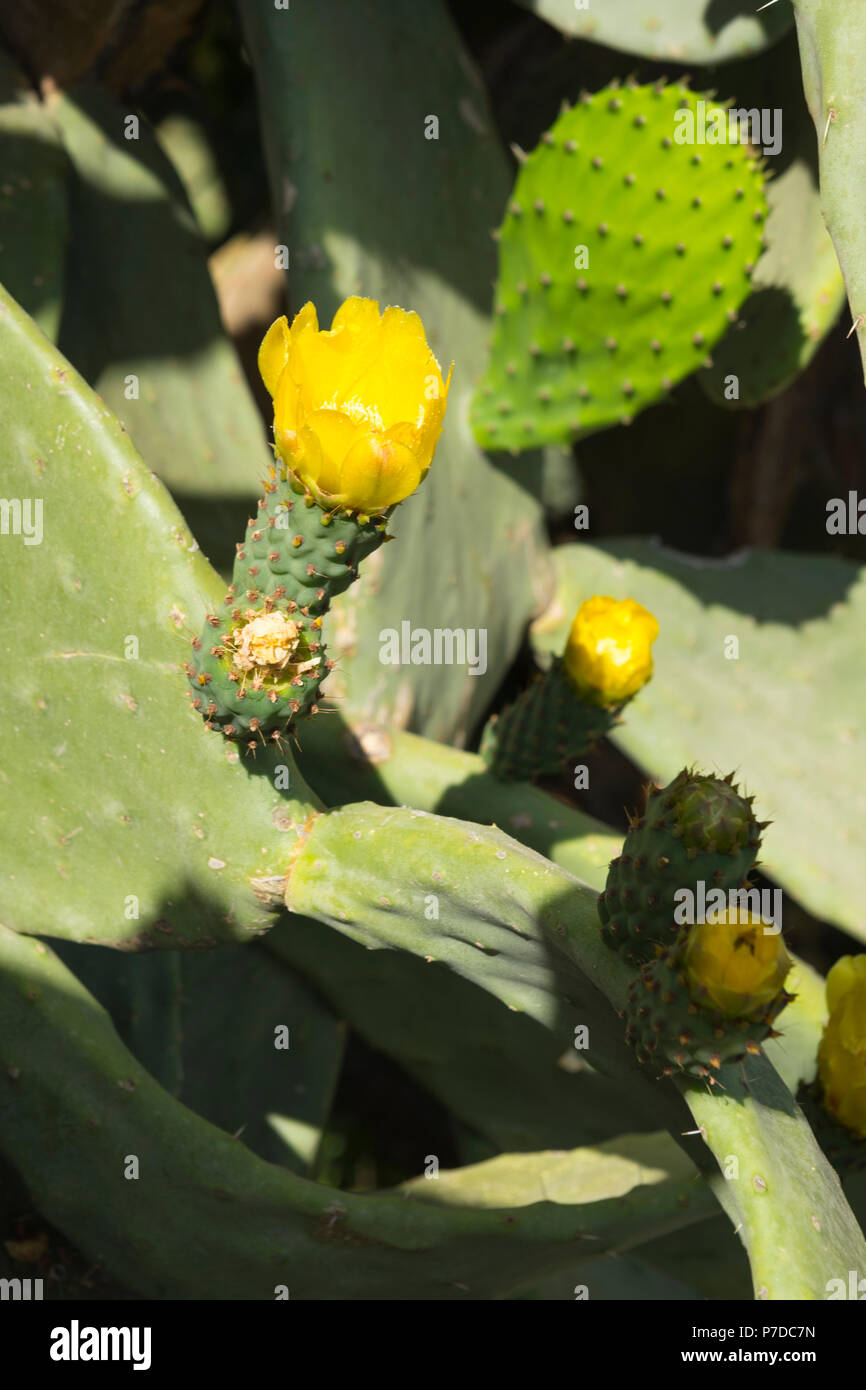 Cacti italy hi-res stock photography and images - Alamy