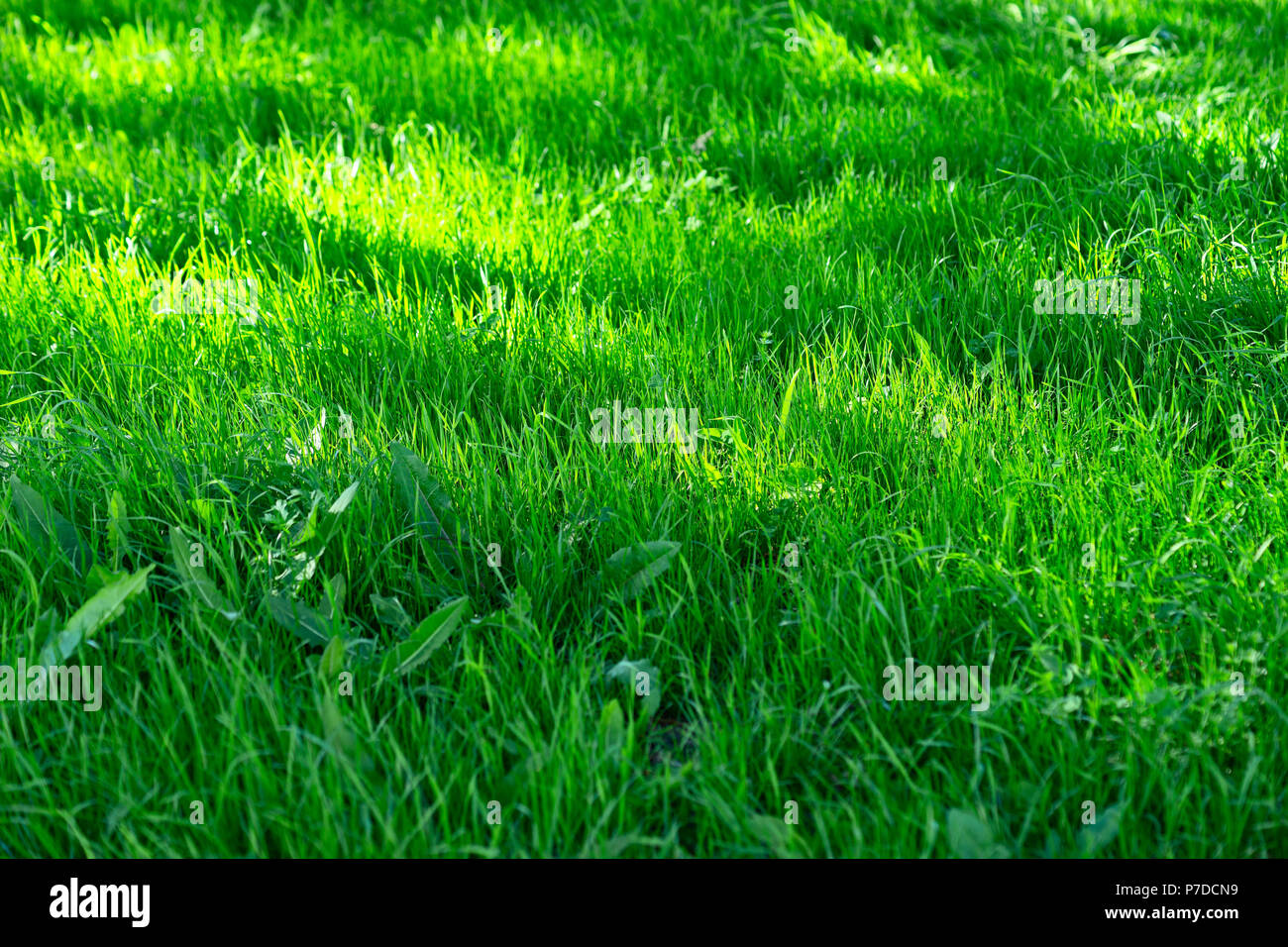 Rib grass hi-res stock photography and images - Alamy
