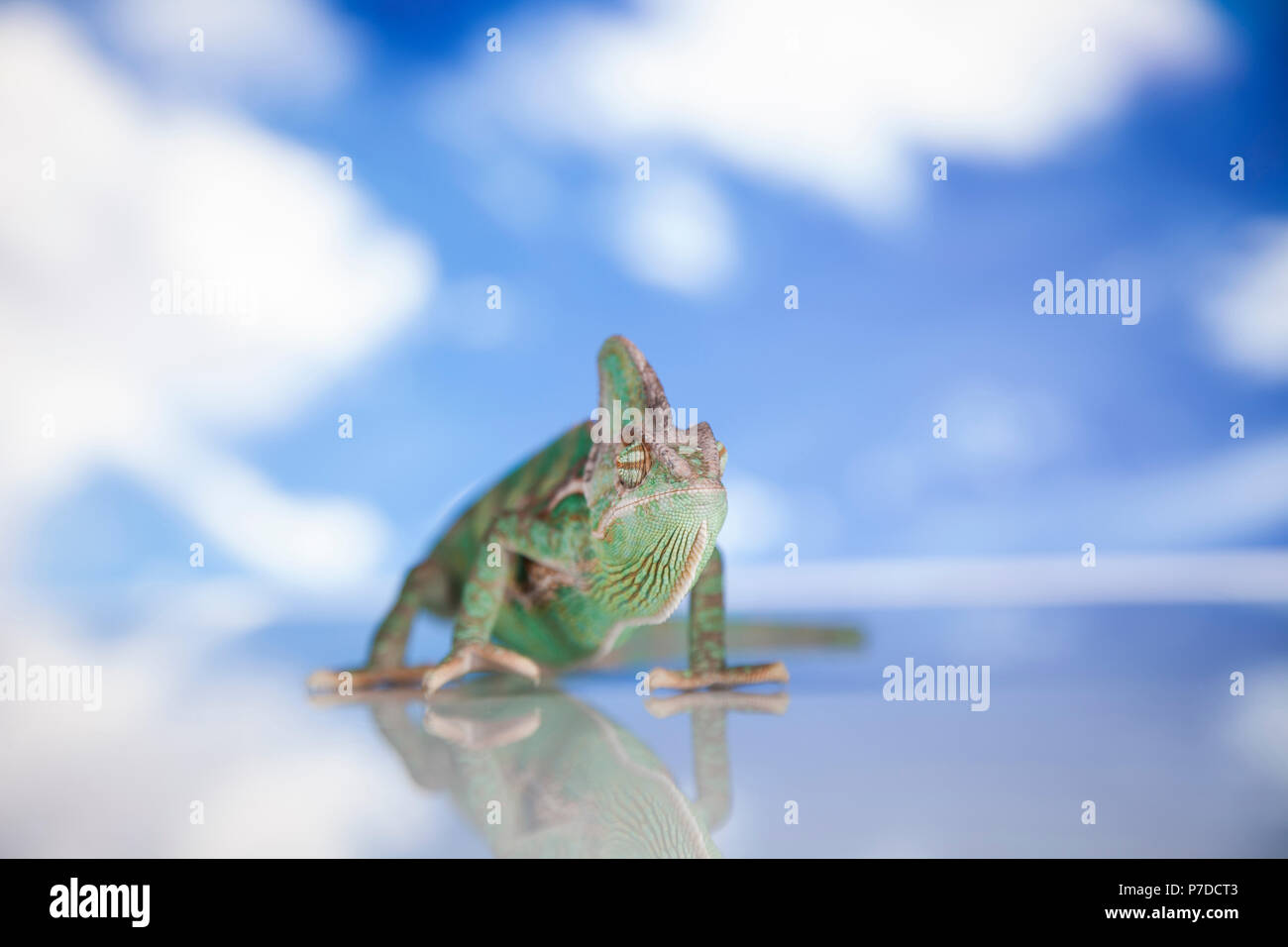 Sky background, reptile, Chameleon lizard Stock Photo - Alamy