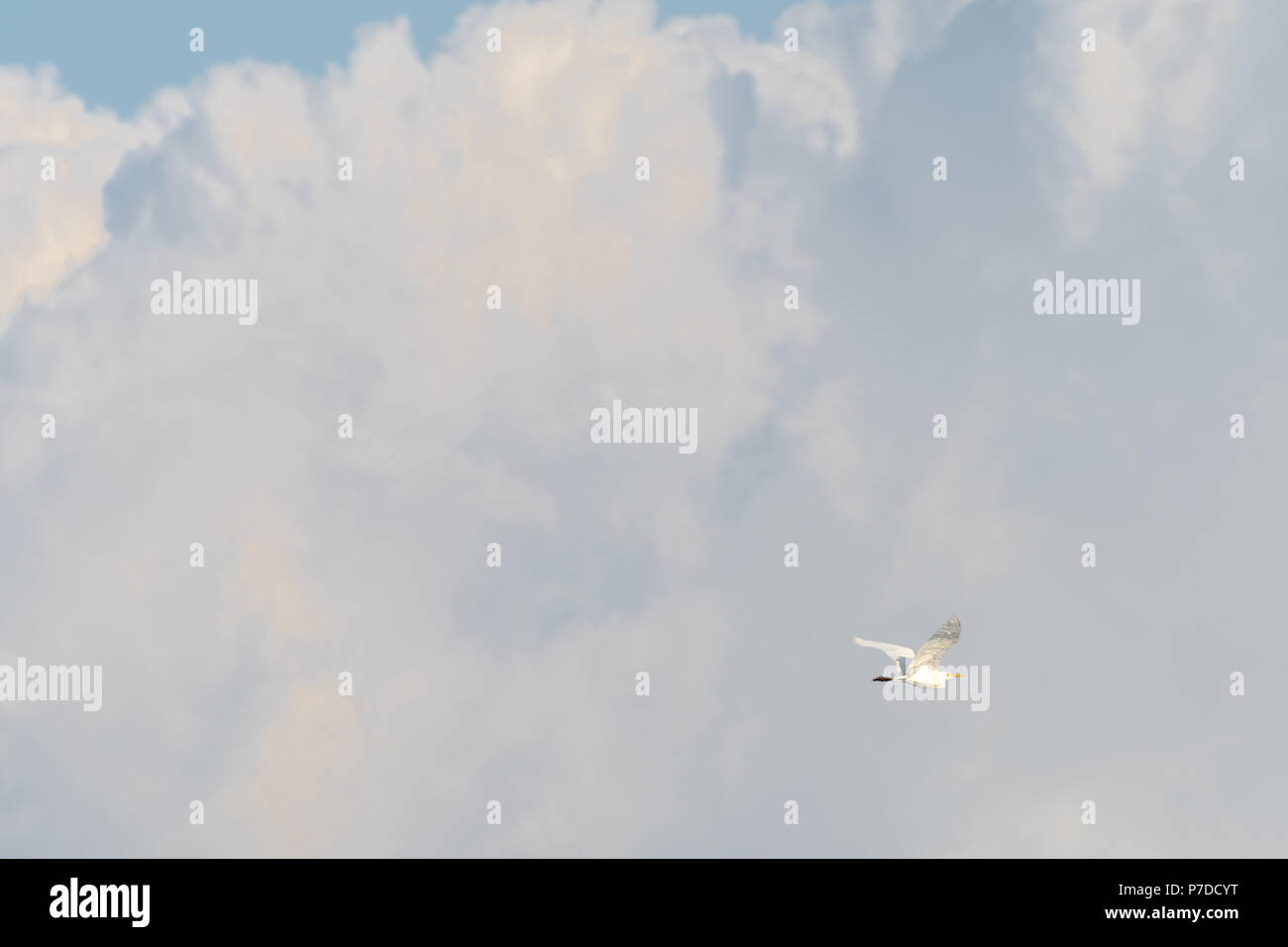 Bird soars high in hi-res stock photography and images - Alamy