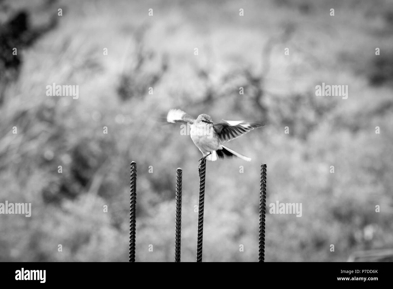 Mockingbird Black And White