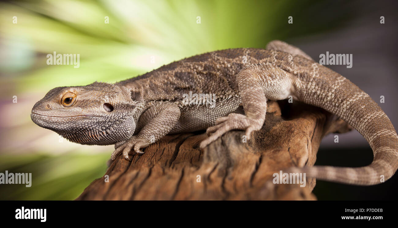 Root Bearded Dragon, Agama Lizard Stock Photo - Alamy