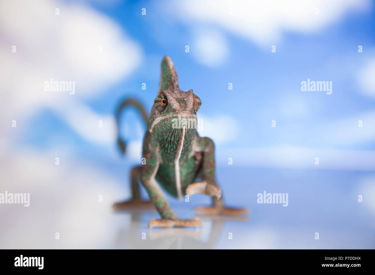 Sky background, reptile, Chameleon lizard Stock Photo - Alamy