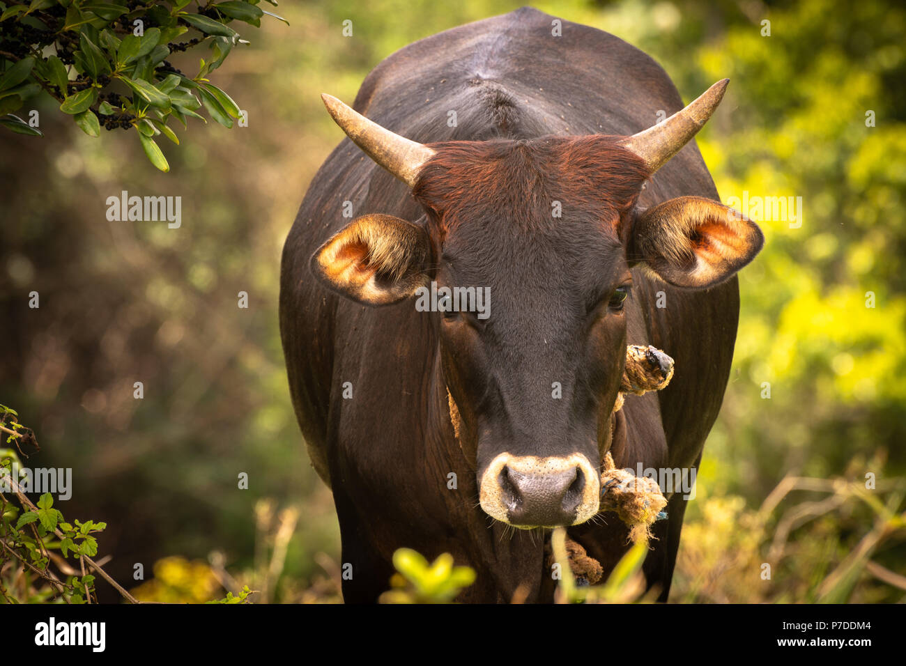 An adult brown cow standing in the field with rope around its neck ...