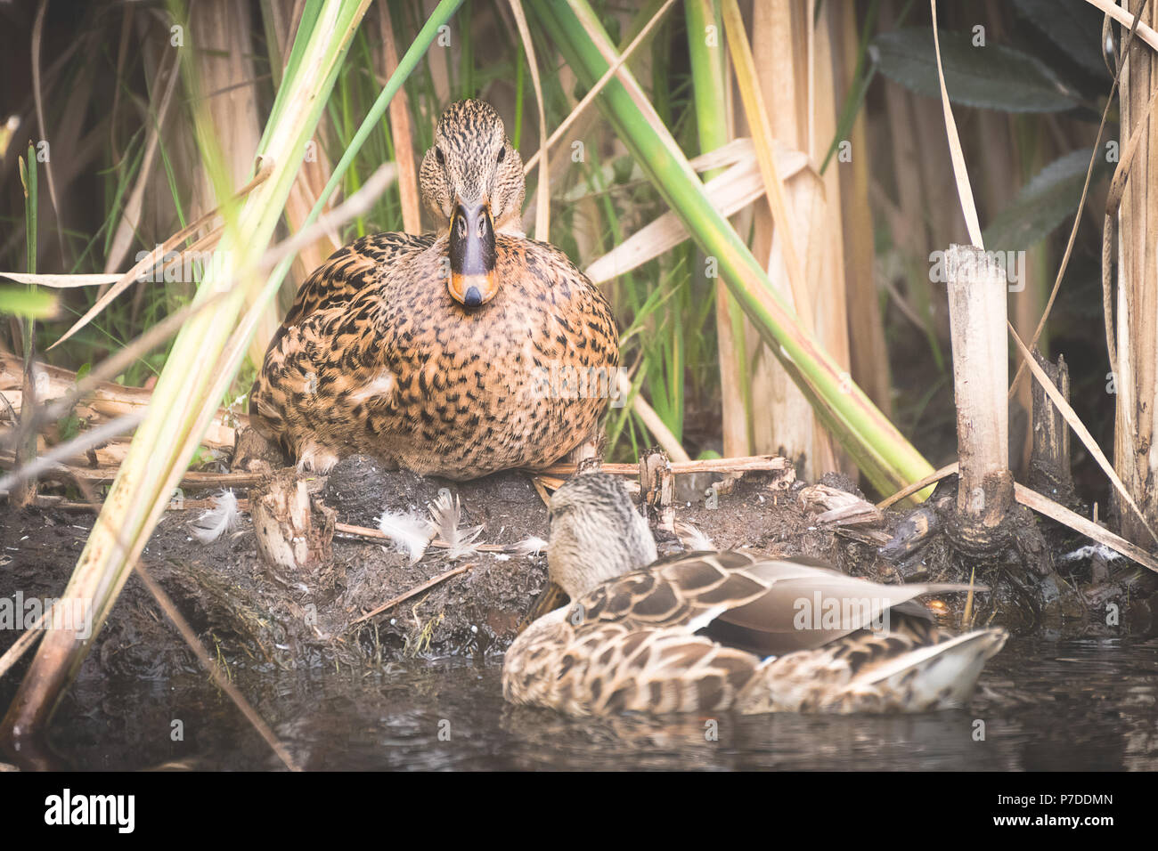 British waterfowl hi-res stock photography and images - Alamy