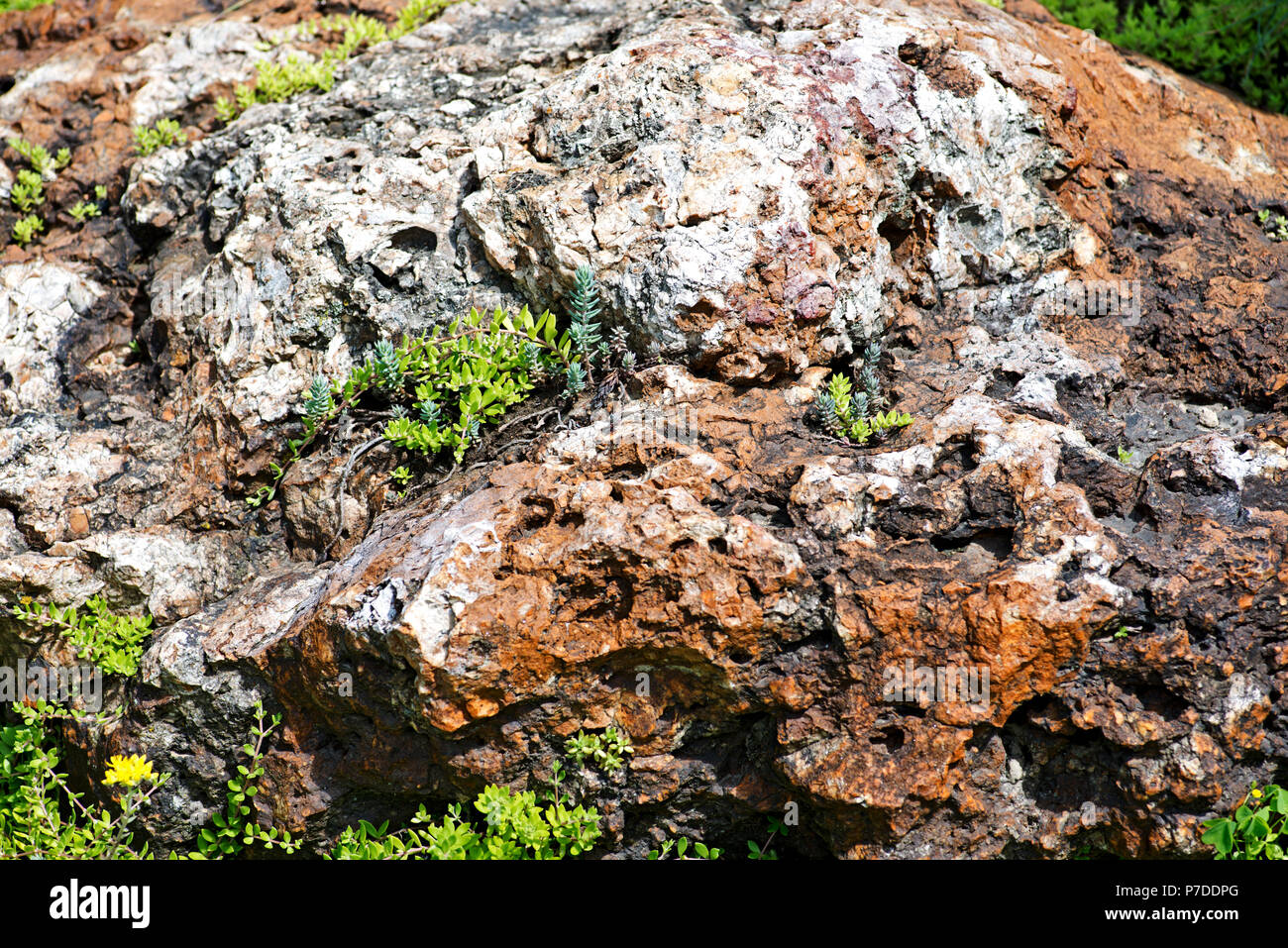 Natural mineral stone flint, sedimentary cryptocrystalline form of the ...