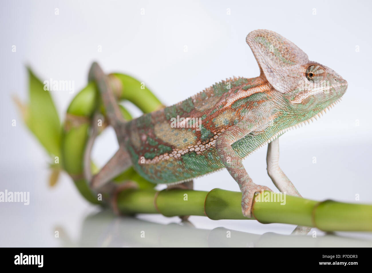 Isolated white reptile chameleon Stock Photo - Alamy