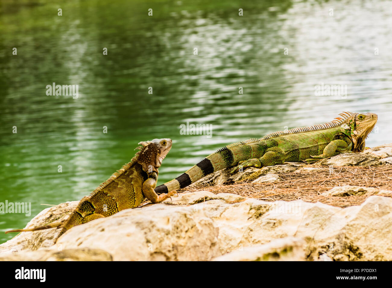 Green Iguanas are a large, arboreal, mostly herbivorous species of ...