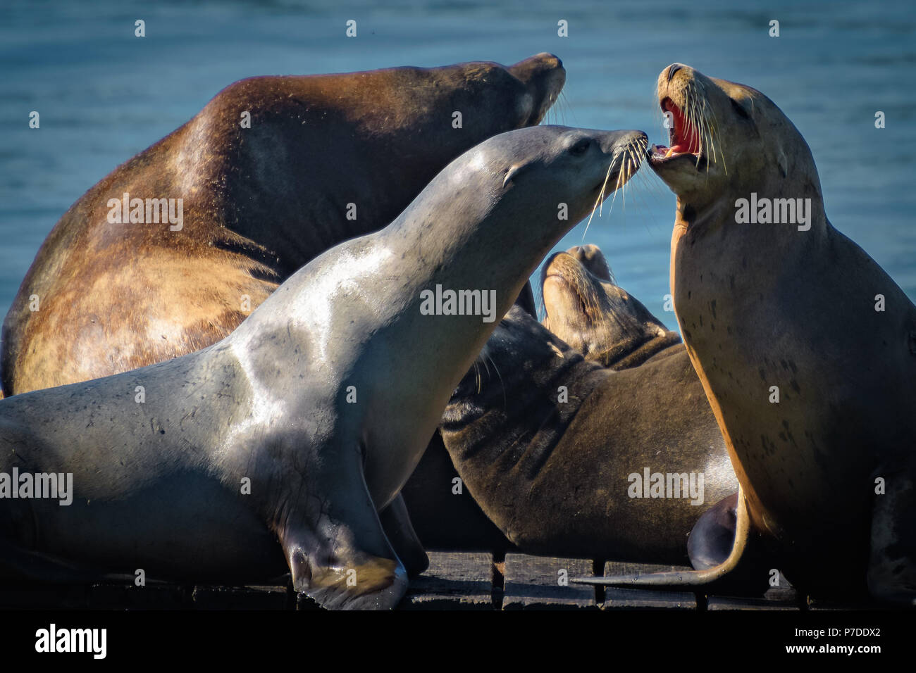 Sea lion flippers out of water hi-res stock photography and images - Alamy