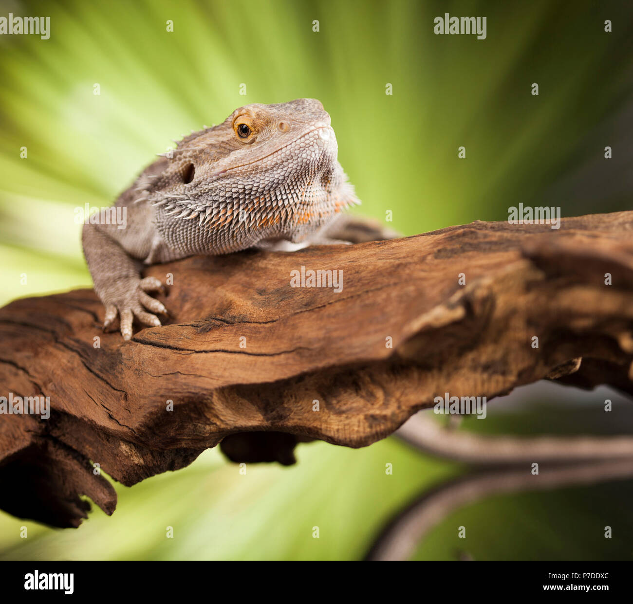Root Bearded Dragon, Agama Lizard Stock Photo - Alamy