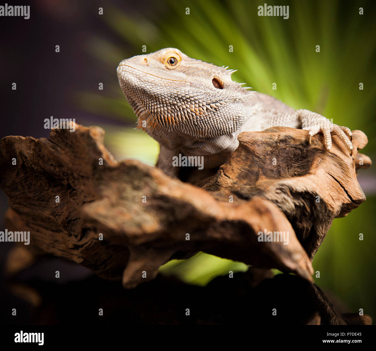 Root Bearded Dragon, Agama Lizard Stock Photo - Alamy