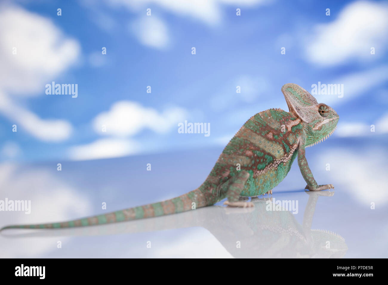 Sky background, reptile, Chameleon lizard Stock Photo - Alamy