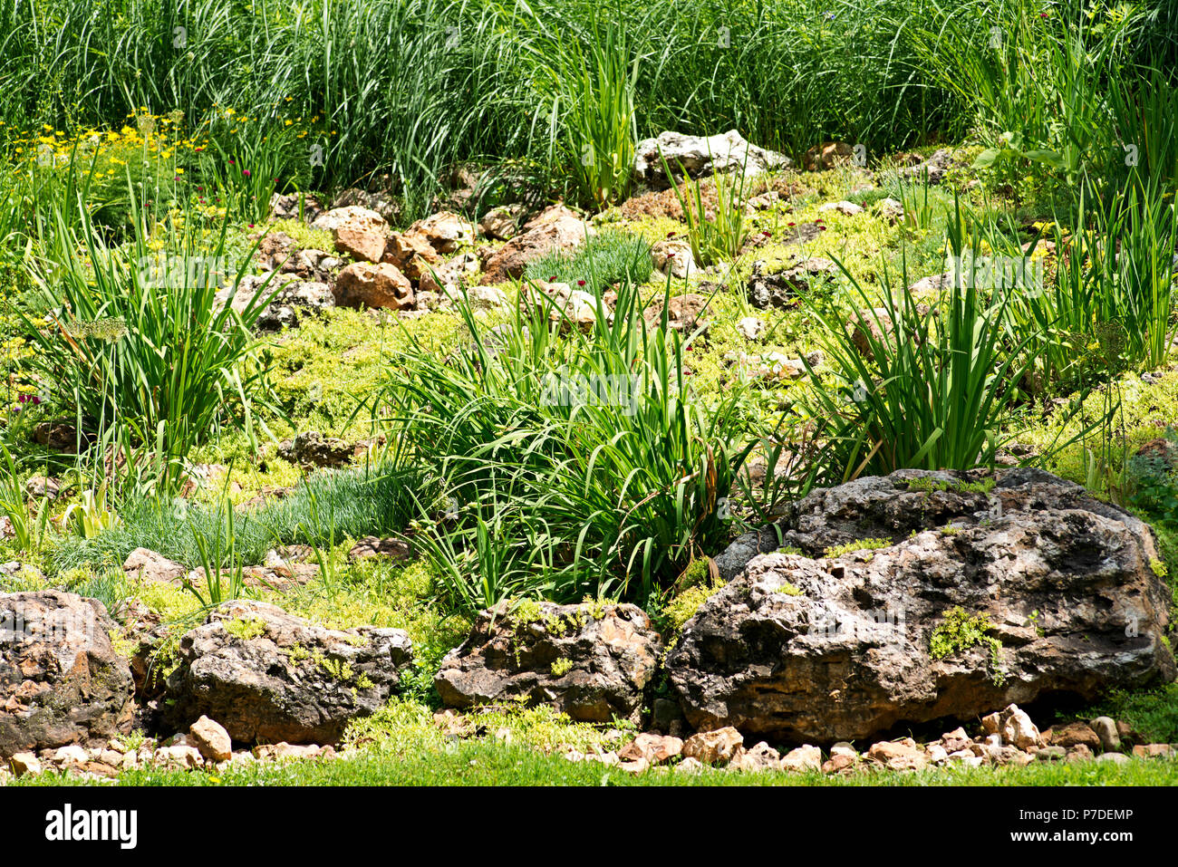 Natural mineral stone flint, sedimentary cryptocrystalline form of the ...