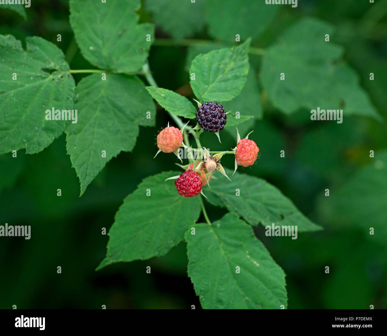 Closeup of a branch of wild black raspberries Stock Photo - Alamy