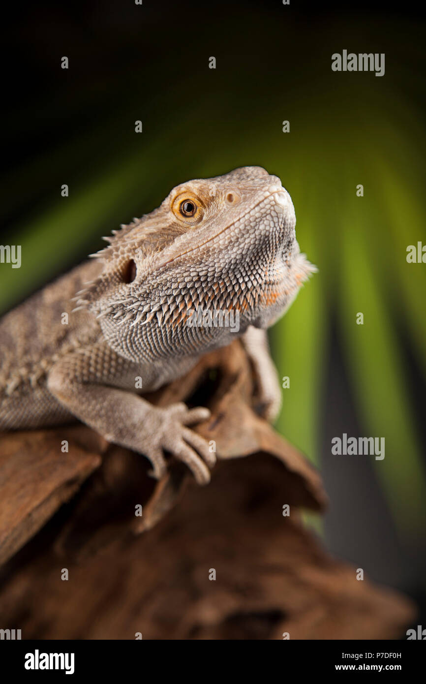Root Bearded Dragon, Agama Lizard Stock Photo - Alamy