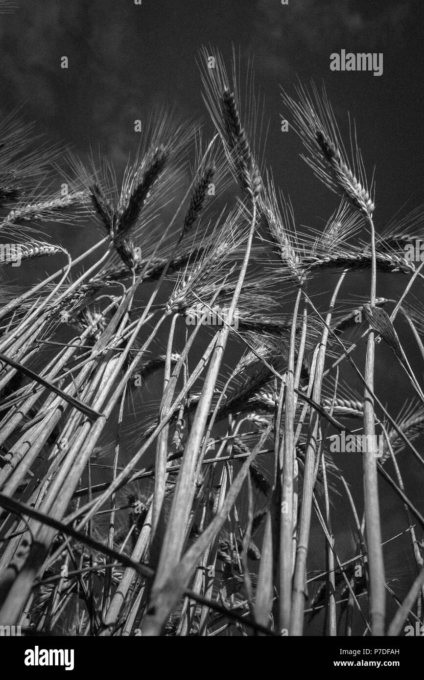 Wheat crop growing Black and White Stock Photos & Images - Alamy