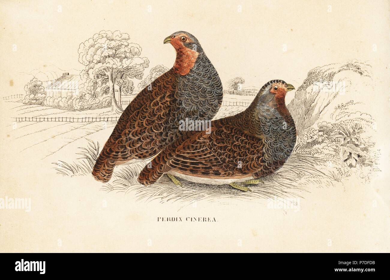 Grey partridge, Perdix perdix (Common partridge, Perdix cinerea ...