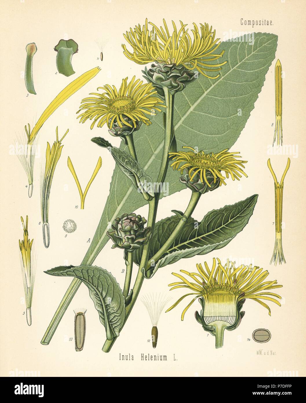 Elecampane or horseheal, Inula helenium. Chromolithograph after a ...