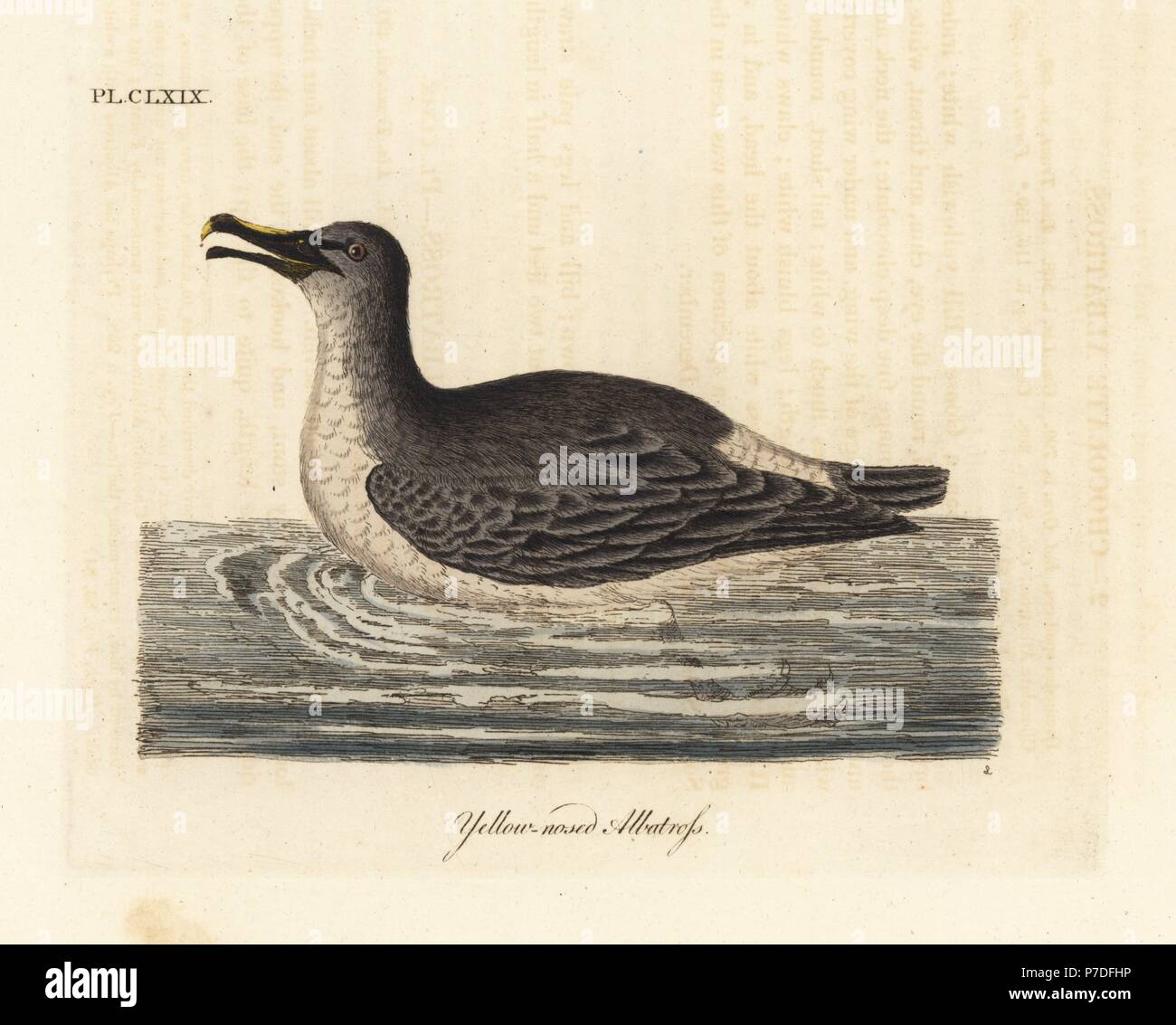 Atlantic yellow-nosed albatross, Thalassarche chlororhynchos ...