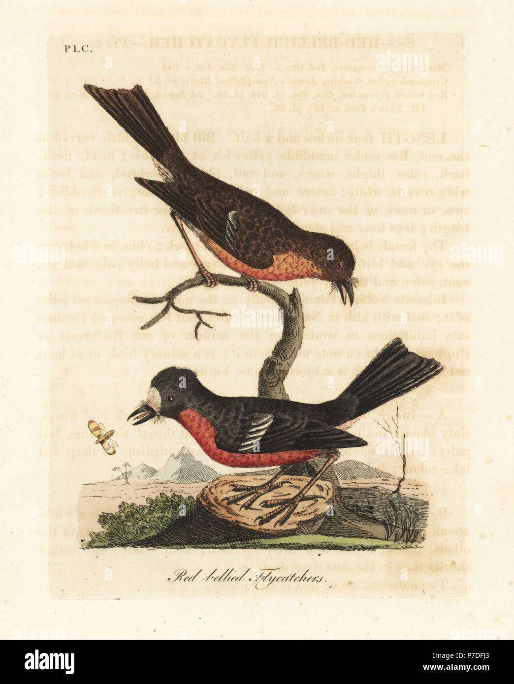 Petroica multicolor multicolor hi-res stock photography and images - Alamy