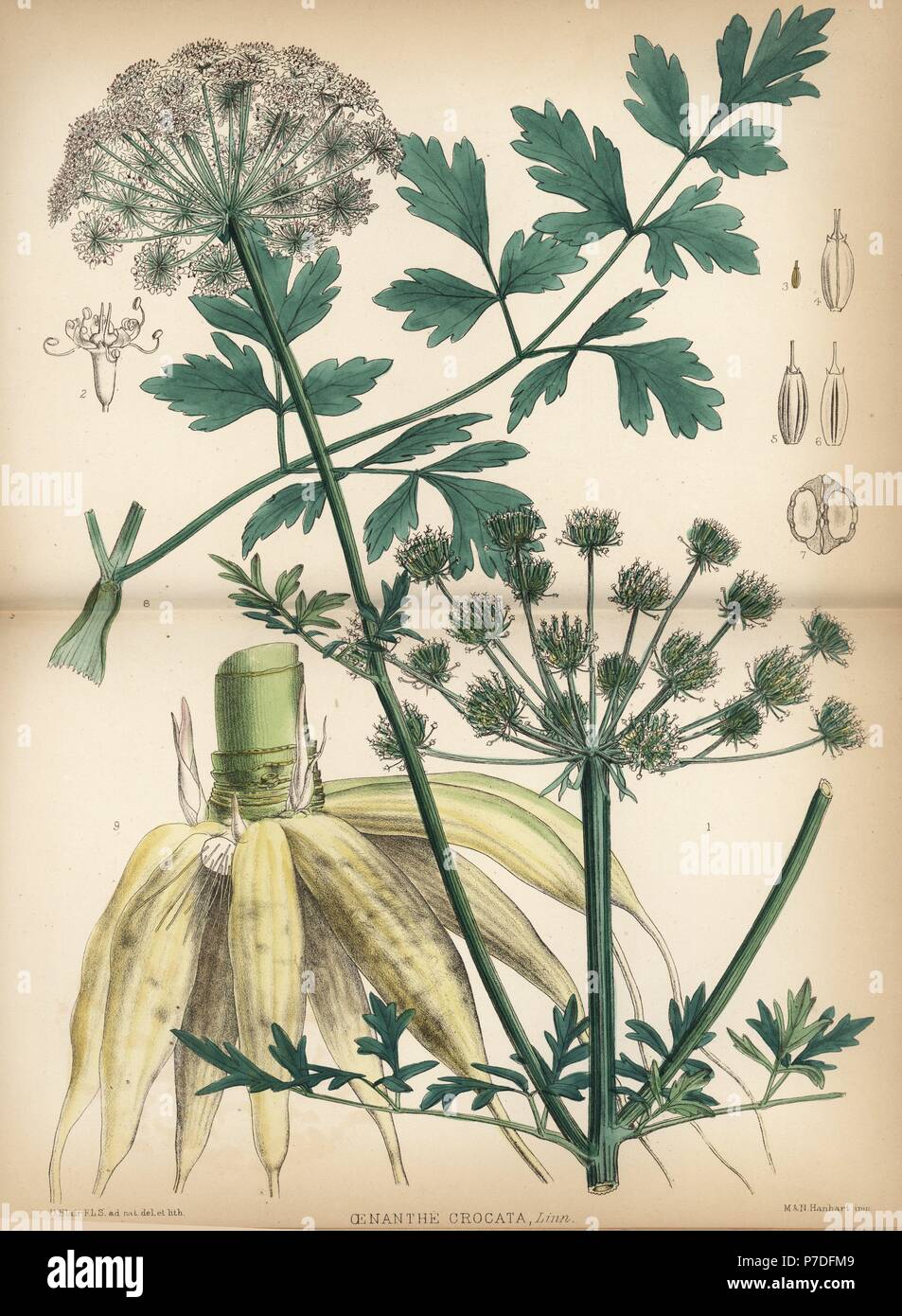 Hemlock water dropwort, Oenanthe crocata. Handcoloured lithograph by ...