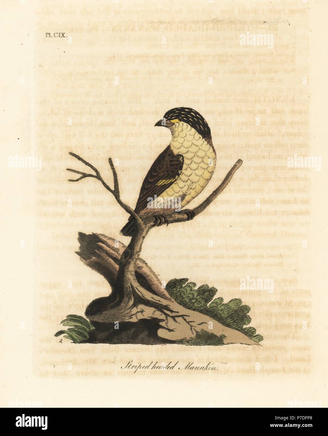 Striped manakin hi-res stock photography and images - Alamy