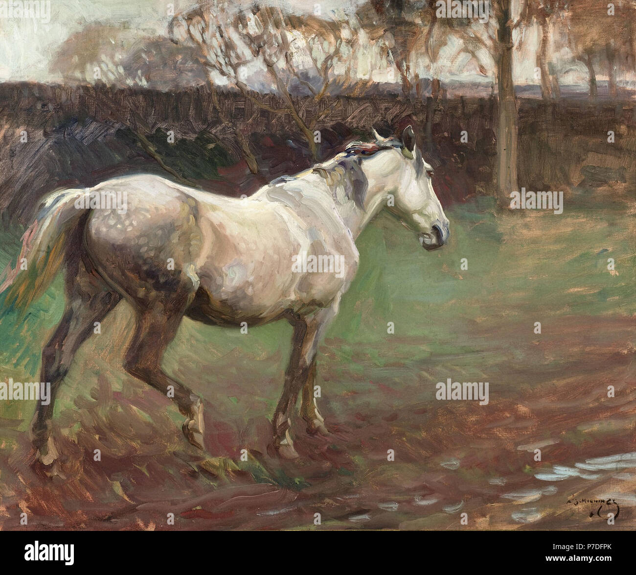 Munnings Alfred James - Irish Grey Mare Stock Photo - Alamy