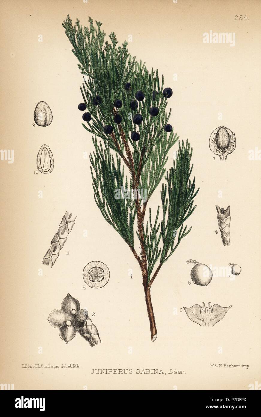 Savin juniper, Juniperus sabina. Handcoloured lithograph by Hanhart ...