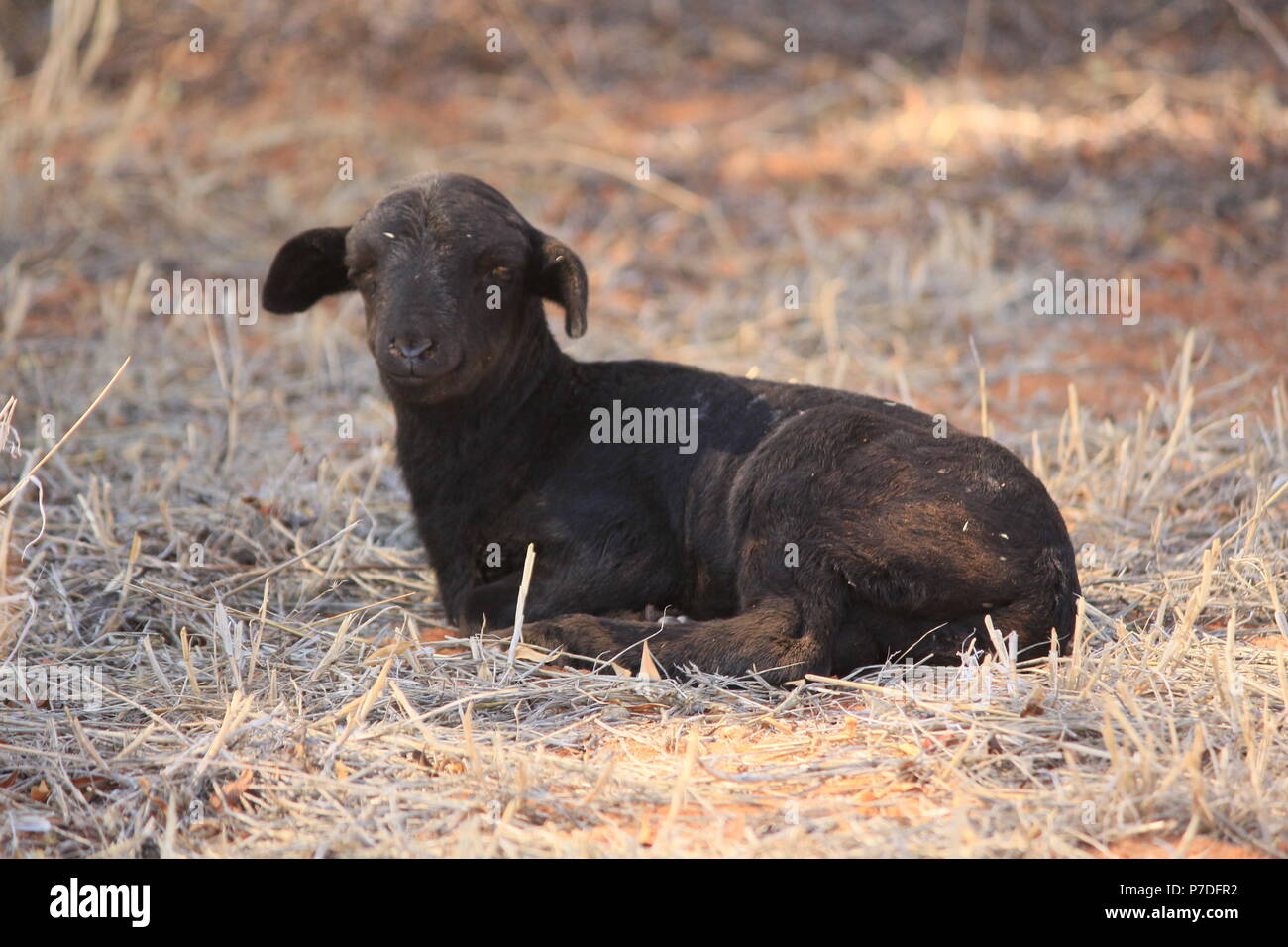 Damara Sheep High Resolution Stock Photography and Images - Alamy