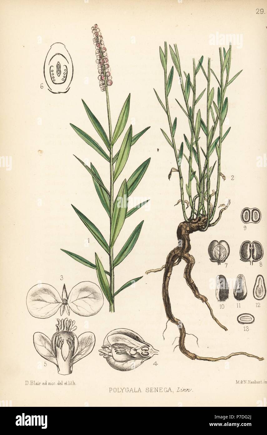 Seneca root hi-res stock photography and images - Alamy