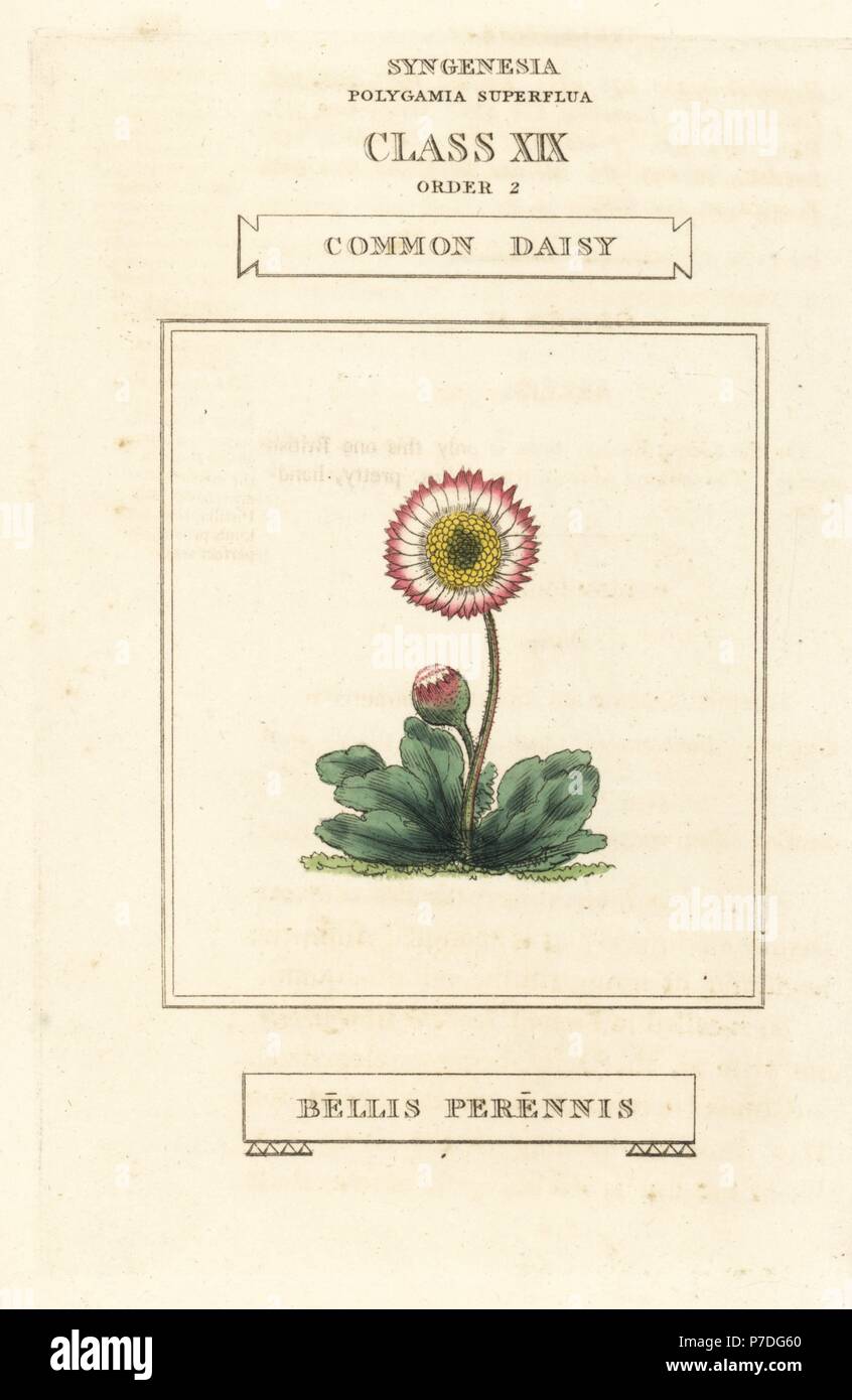 Common daisy, Bellis perennis. Handcoloured copperplate engraving after ...