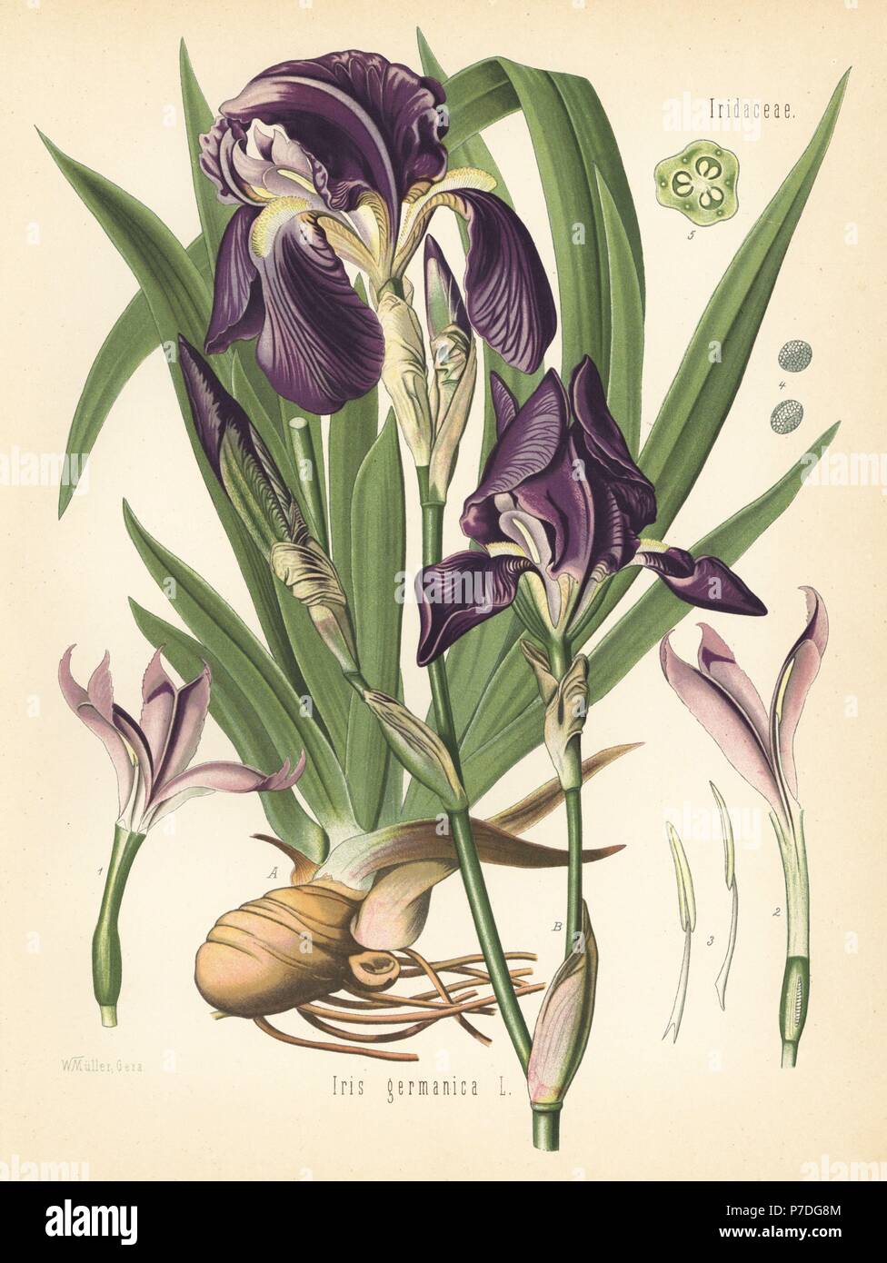 Iris Scientific Illustration