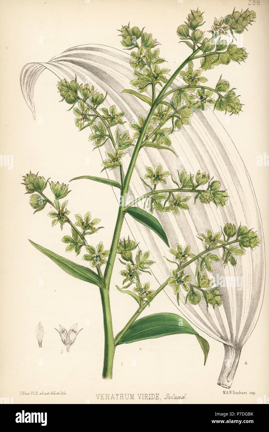 American white hellebore or Indian poke, Veratrum viride. Handcoloured ...