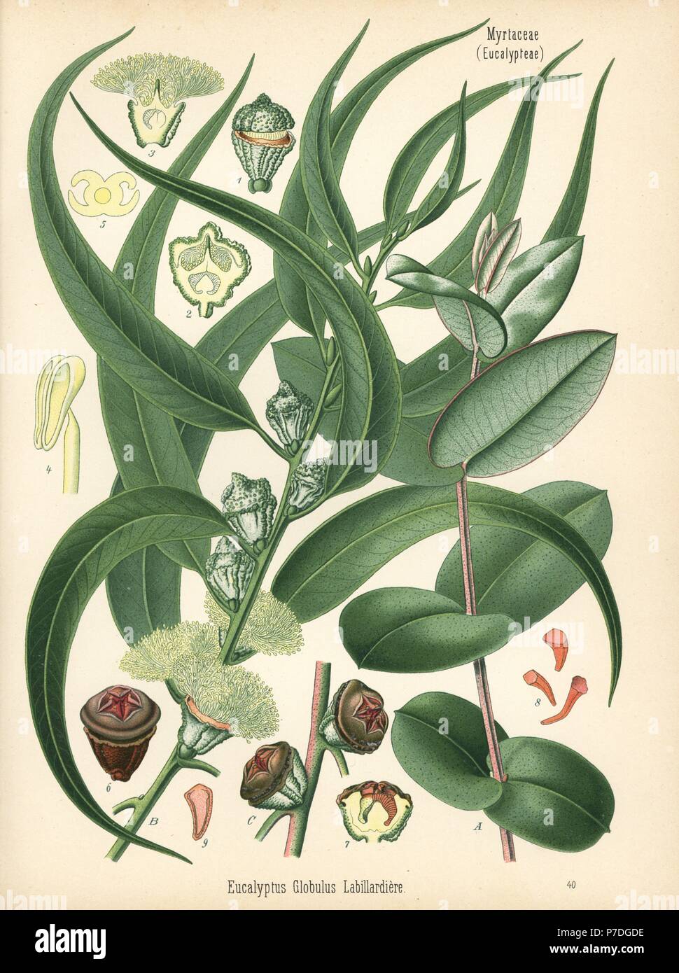 Tasmanian blue gum tree, Eucalyptus globulus. Chromolithograph after a ...