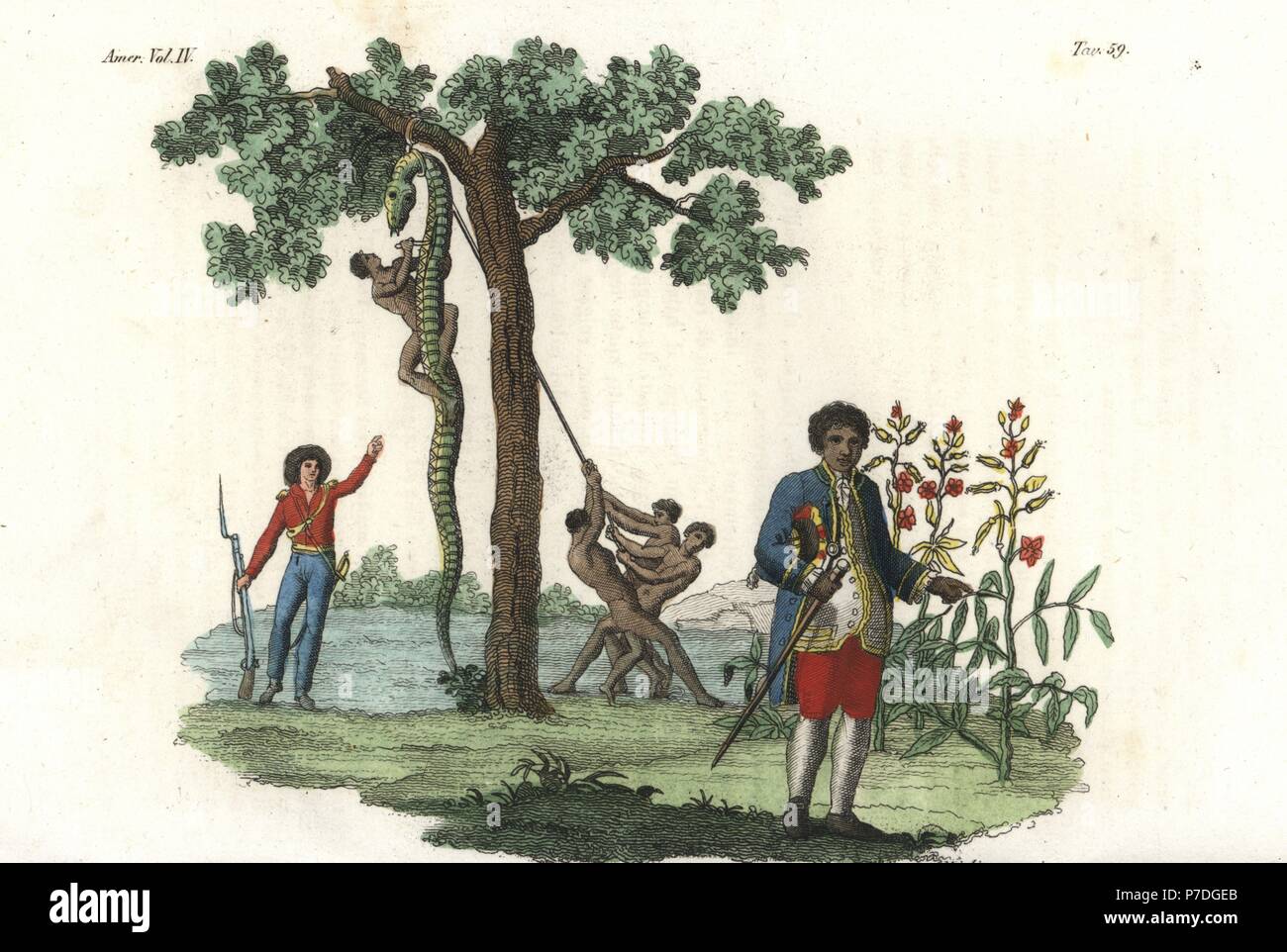 African slaves skinning a huge snake under a tree, and Graman Quacy or ...