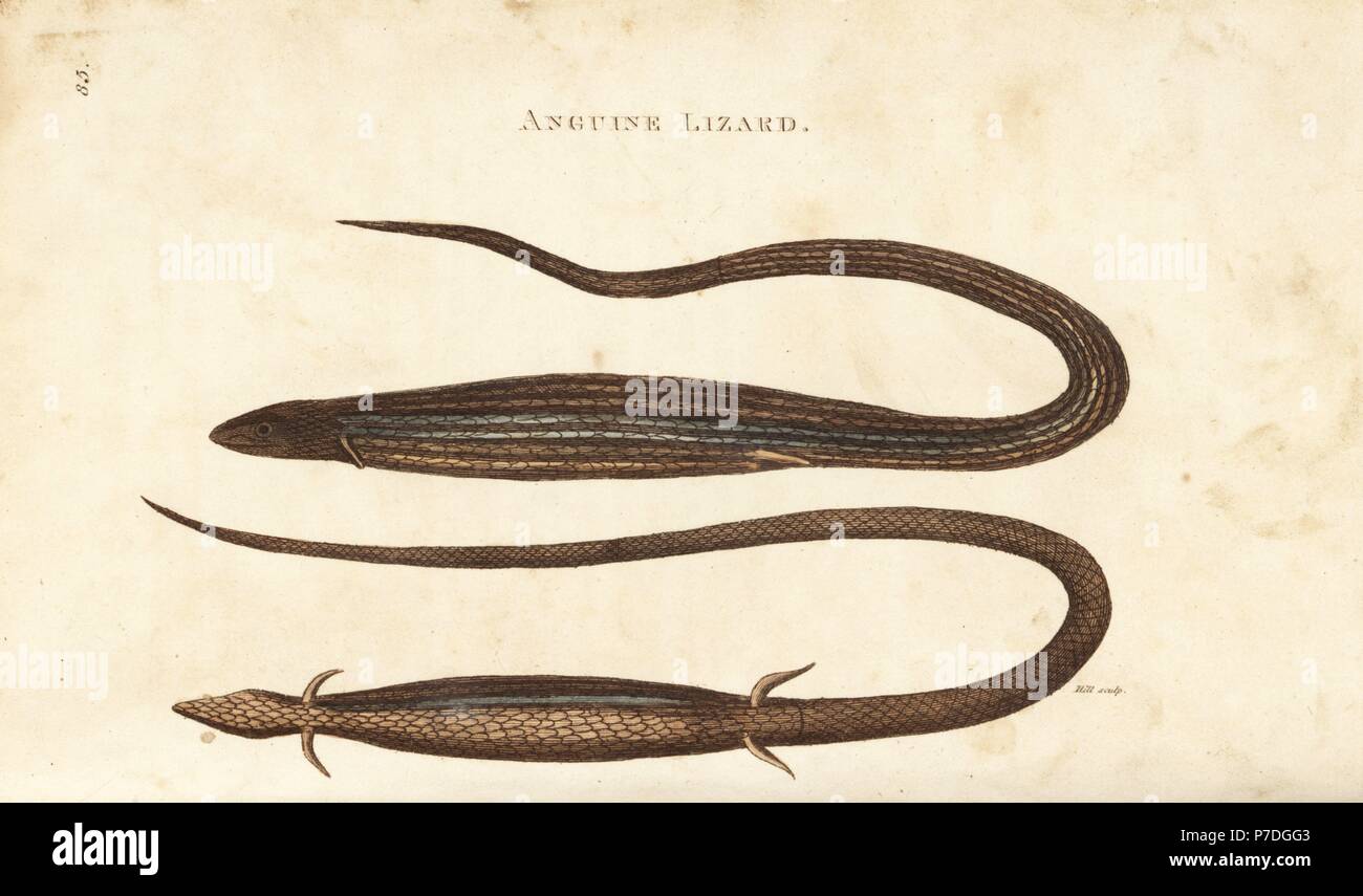 Cape snake lizard, Chamaesaura anguina (anguine lizard, Lacerta anguina ...