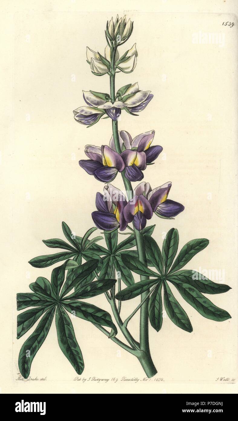 Changeable lupinus, Lupinus mutabilis. Handcoloured copperplate ...