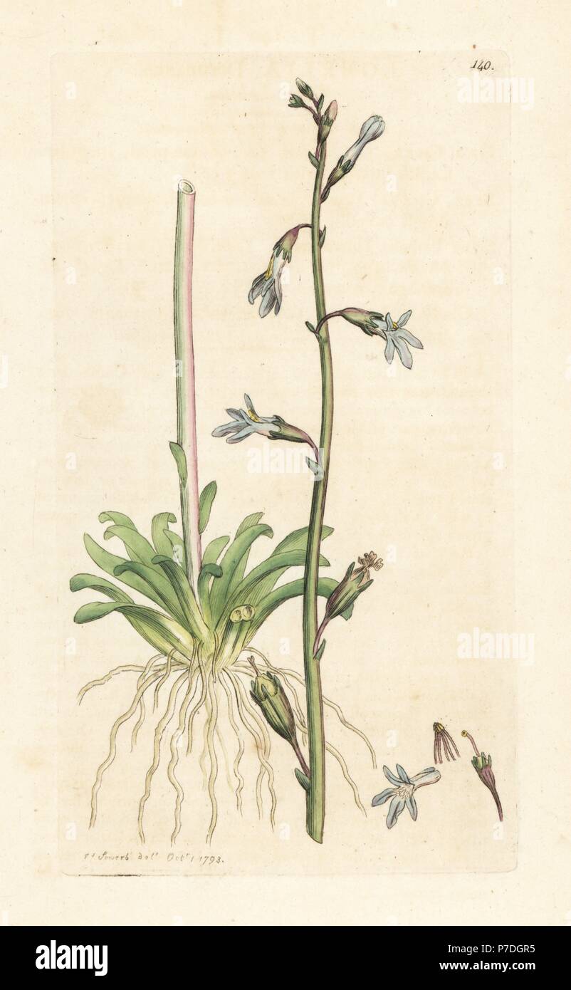 Water lobelia, Lobelia dortmanna. Handcoloured copperplate engraving ...
