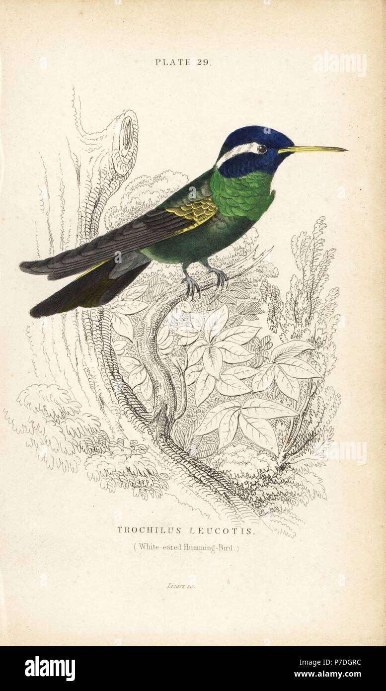 White-eared hummingbird, Hylocharis leucotis (Trochilus leucotis ...