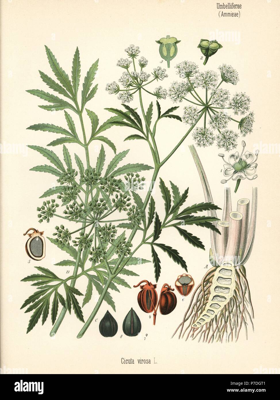 Cowbane hi-res stock photography and images - Alamy