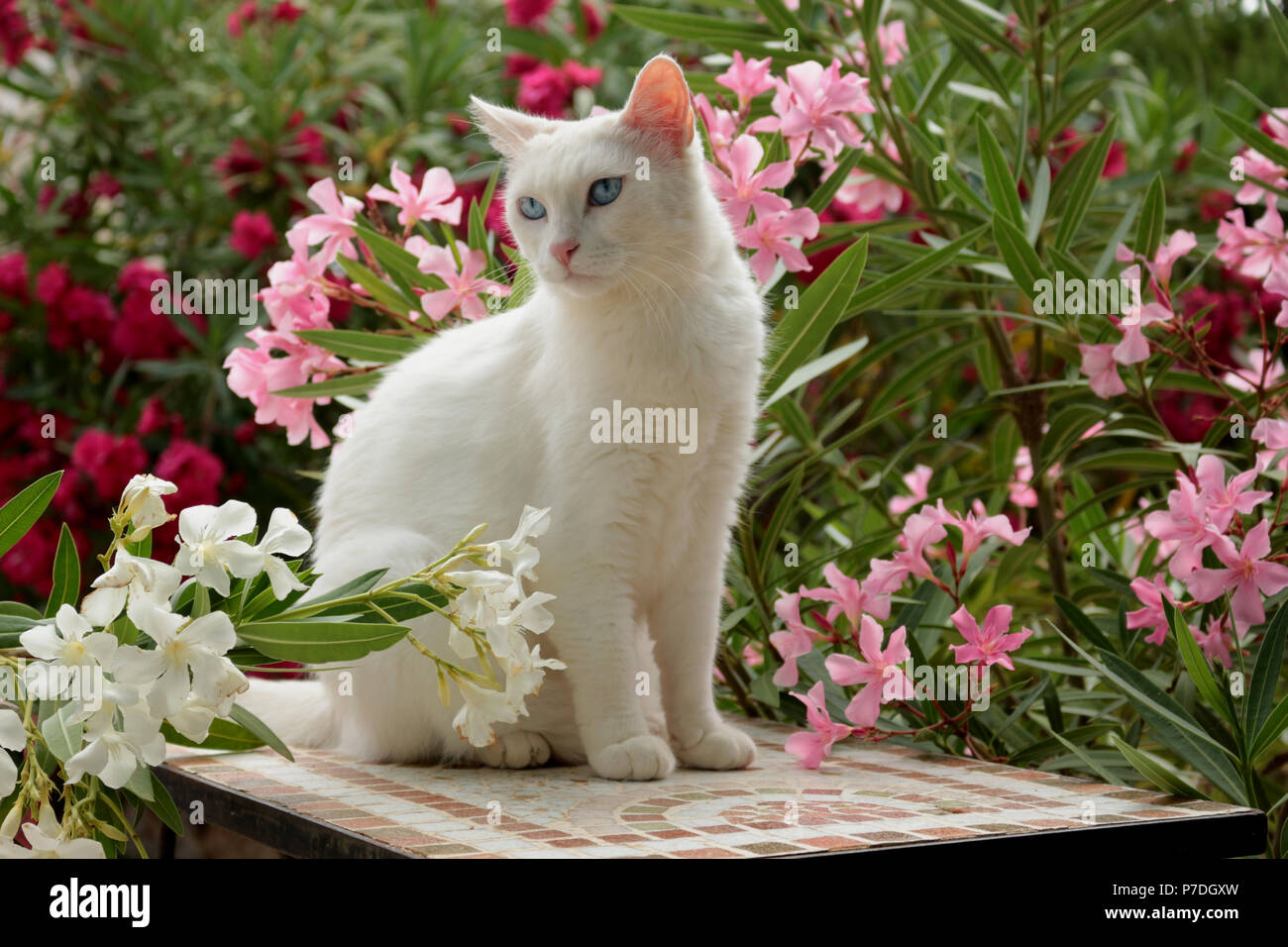 white cat sitting between oleander shrubs Stock Photo - Alamy