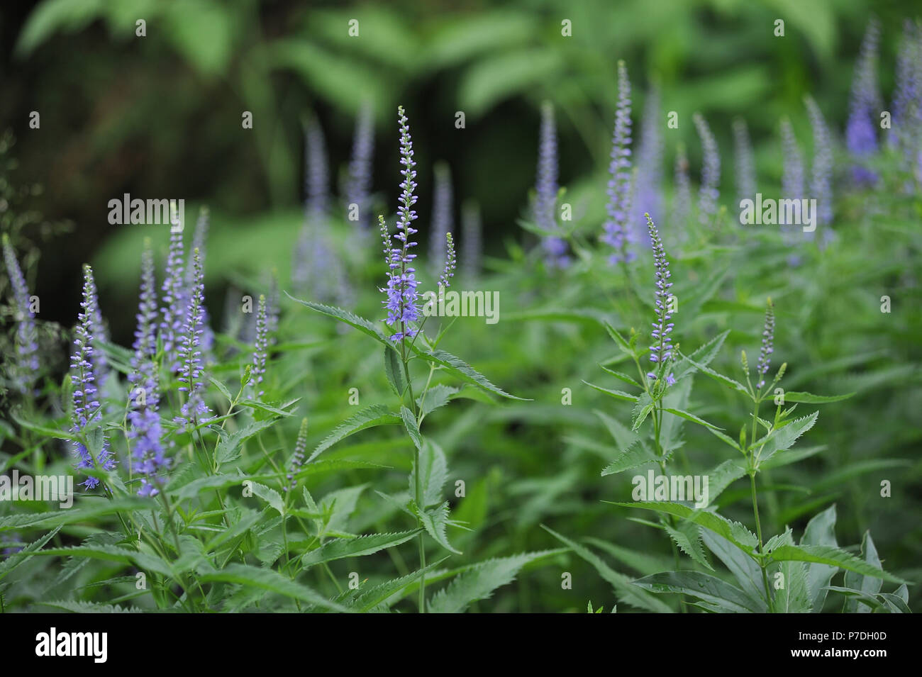 Veronica garden beauty blue hi-res stock photography and images - Alamy