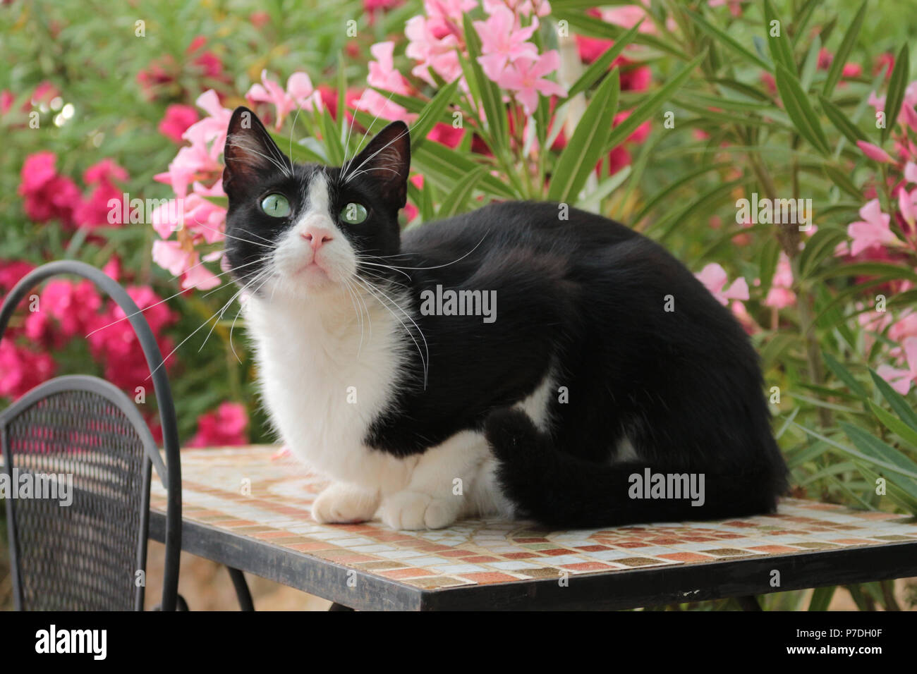 Black and white tuxedo cat outside hi-res stock photography and images ...