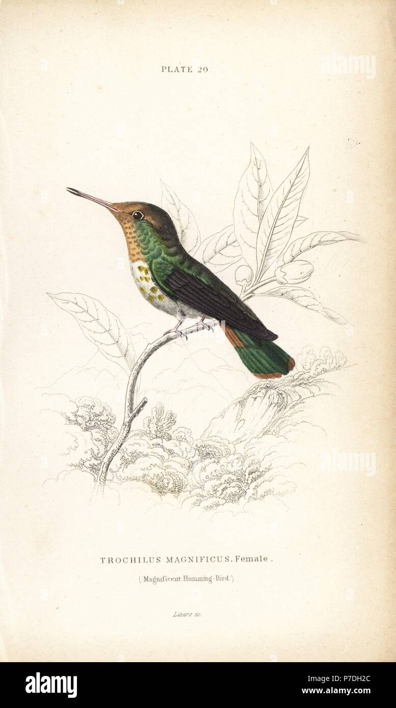 Frilled coquette, Lophornis magnificus, female (Magnificent hummingbird ...